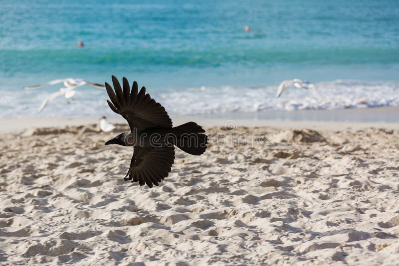 Crow flies against the sea stock photo. Image of natural - 179265528