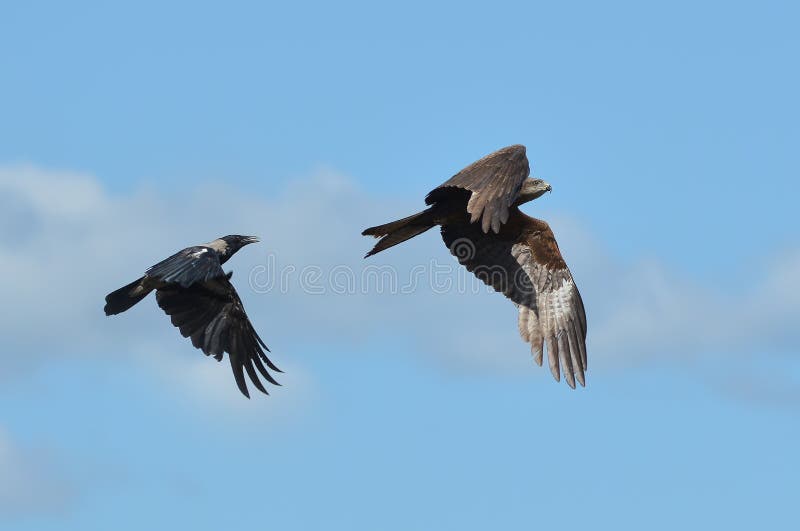 A Crow Flies after a Bird of Prey. Stock Photo - Image of beak, flight ...