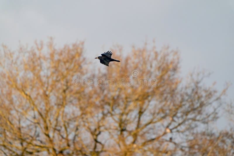 A Crow Flies in the Blue Gray Cloudy Sky Above the Treetops in Winter ...