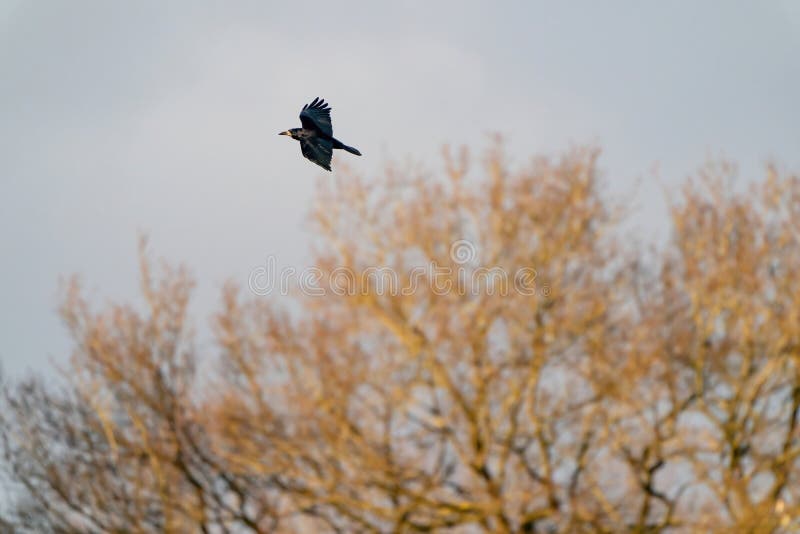 A Crow Flies in the Blue Gray Cloudy Sky Above the Treetops in Winter ...