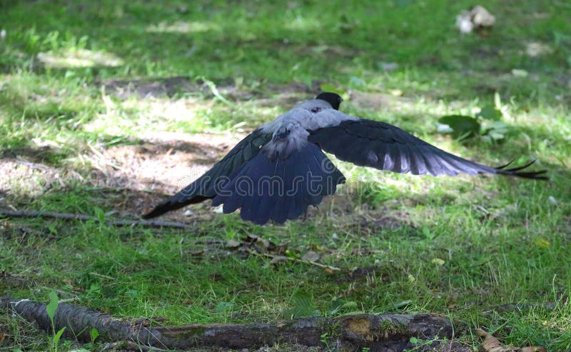 Crow Flies Low Over the Green Grass Stock Photo - Image of crow, grass ...