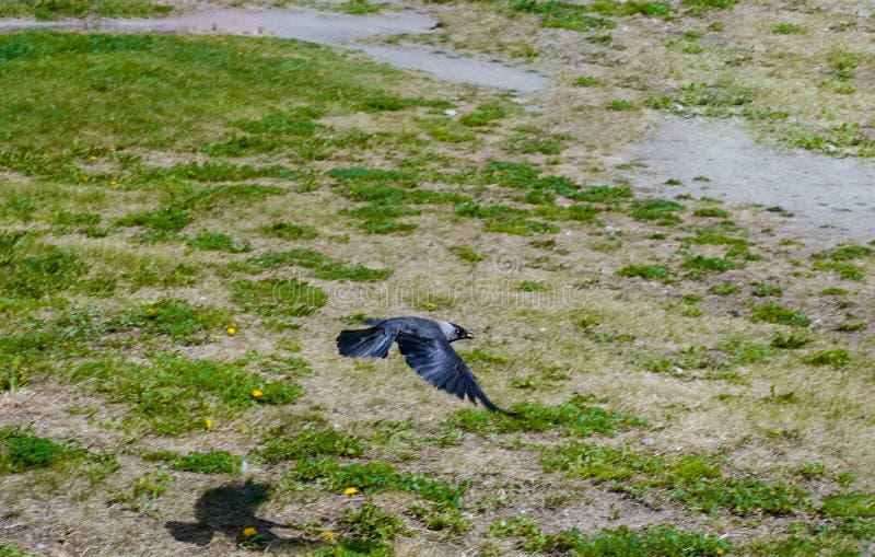 The Crow Flies Low Over the Ground. Stock Image - Image of wings ...