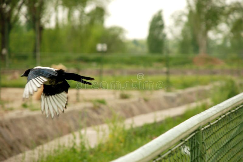 Crow in flight stock image. Image of blue, birding, animals - 10106309