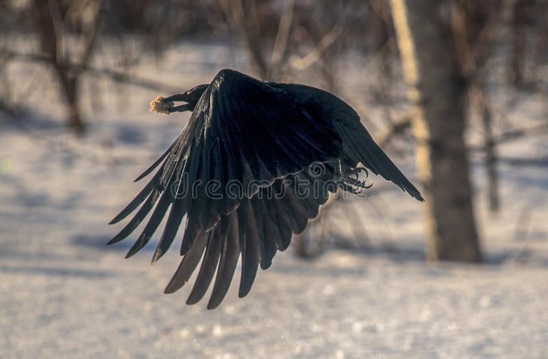 Crow in flight stock photo. Image of wildlife, flight - 266964842