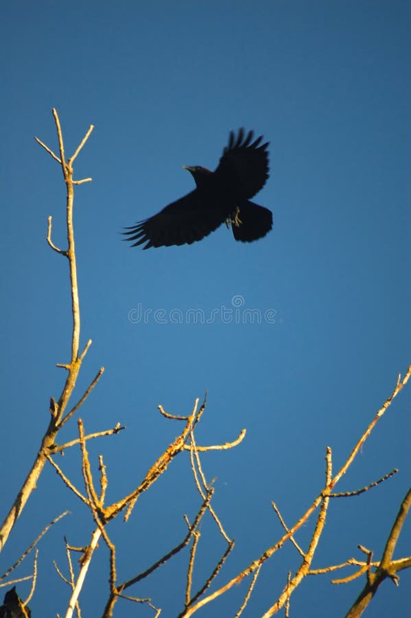 Crow stock photo. Image of side, crow, flight, space, nature - 1578220