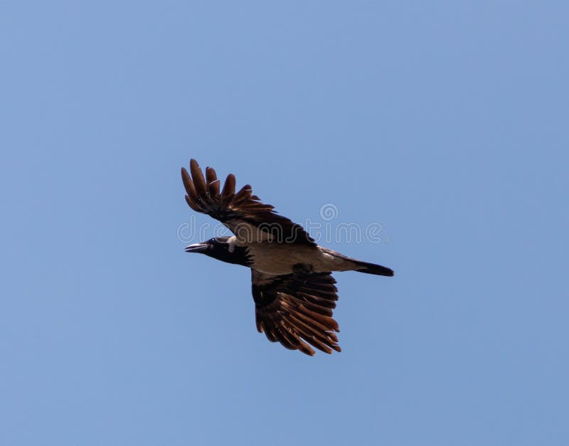 Crow in Flight stock image. Image of background, crow - 16848381