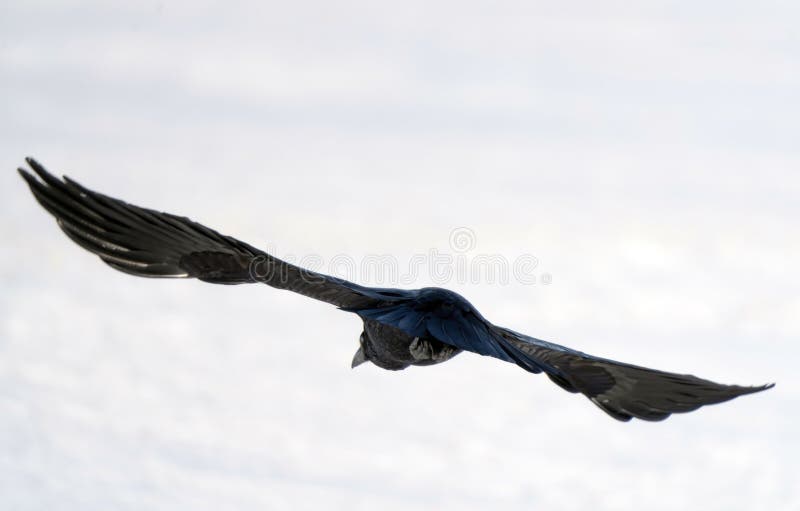 Crow in Flight stock image. Image of flying, crow, ominous - 305173463
