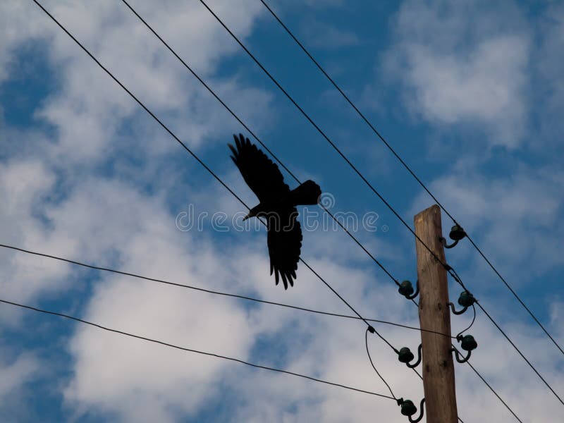 Crow on Power Line in Black and White Stock Image - Image of industrial ...