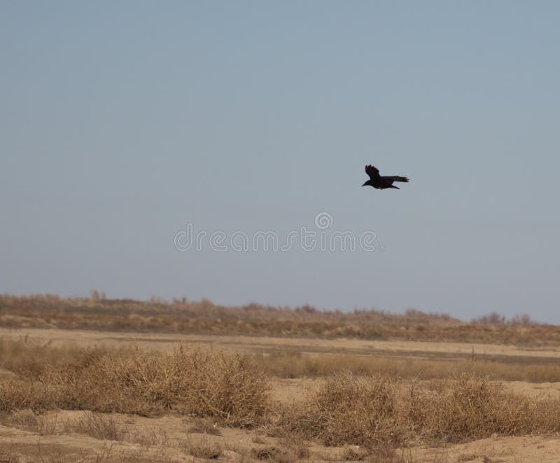 Crow in Flight in the Desert Stock Photo - Image of animal, wildlife ...