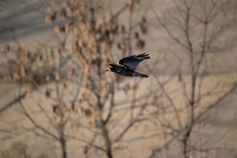 A crow in flight stock image. Image of insect, twig - 354623665