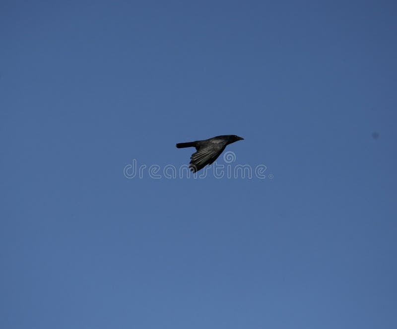 Crow in flight stock image. Image of britishwildlifephotography - 311128485