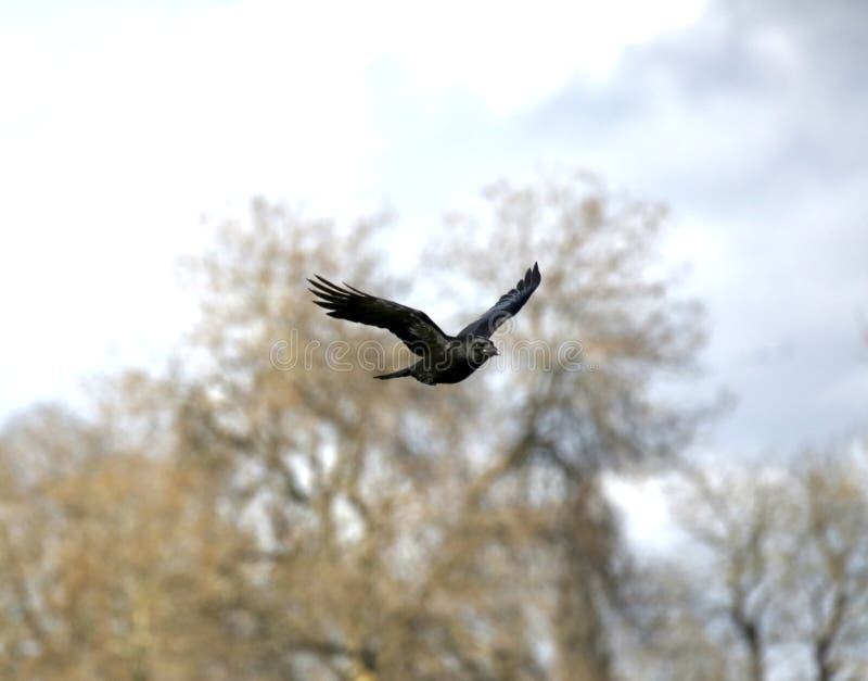 Crow in flight stock image. Image of corvid, flight - 311132021