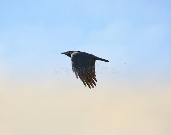 Crow in flight stock photo. Image of crow, wildlifephotography - 318881348