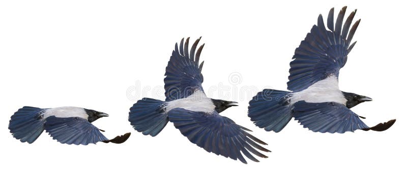 Crow in Flight Isolated on White Stock Photo - Image of crow, wild ...