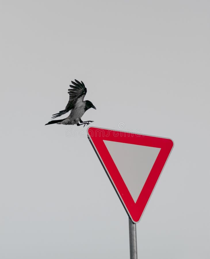 Crow in a flight stock image. Image of brand, font, calligraphy - 227170135