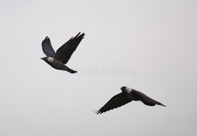 107 Crow Mid Flight Stock Photos - Free & Royalty-Free Stock Photos ...