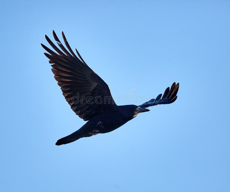 Crow in Flight stock image. Image of background, crow - 16848381