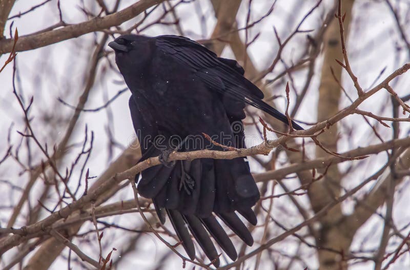 The Regal-looking King of the Lion is Standing on a Little Hill. Stock ...