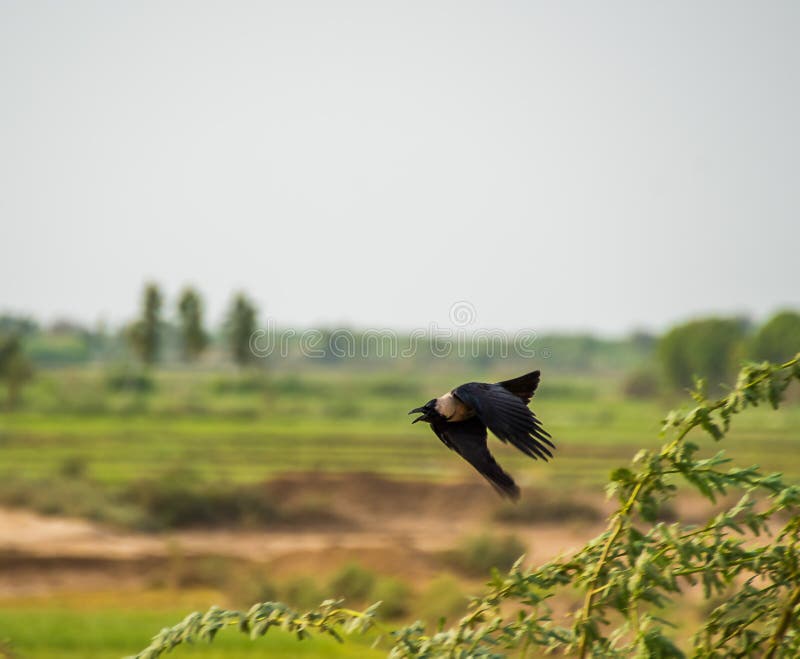 The Flight of Crow in the Green Filed Stock Photo - Image of field ...