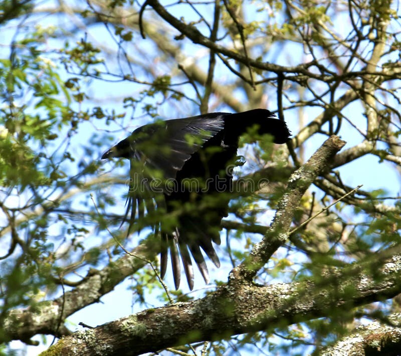Crow in Flight through the Trees Stock Image - Image of forest, crow ...