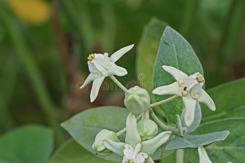 Crow Flower, Cluster of Waxy Flowers Stock Photo - Image of plant ...