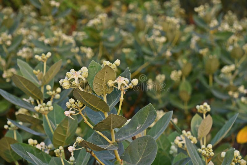 Crow Flower, Cluster of Waxy Flowers Stock Photo - Image of flowers ...