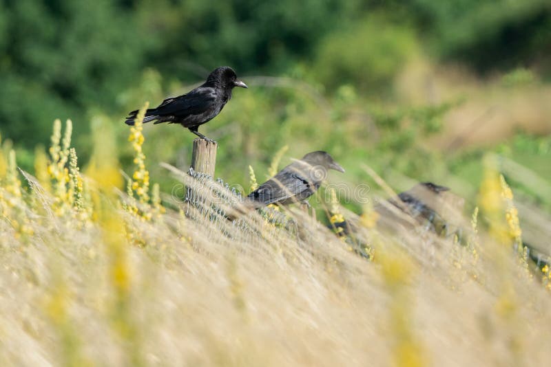 A Crow with a Fluffed Head Sits on a Fence Post in a Row with Other ...