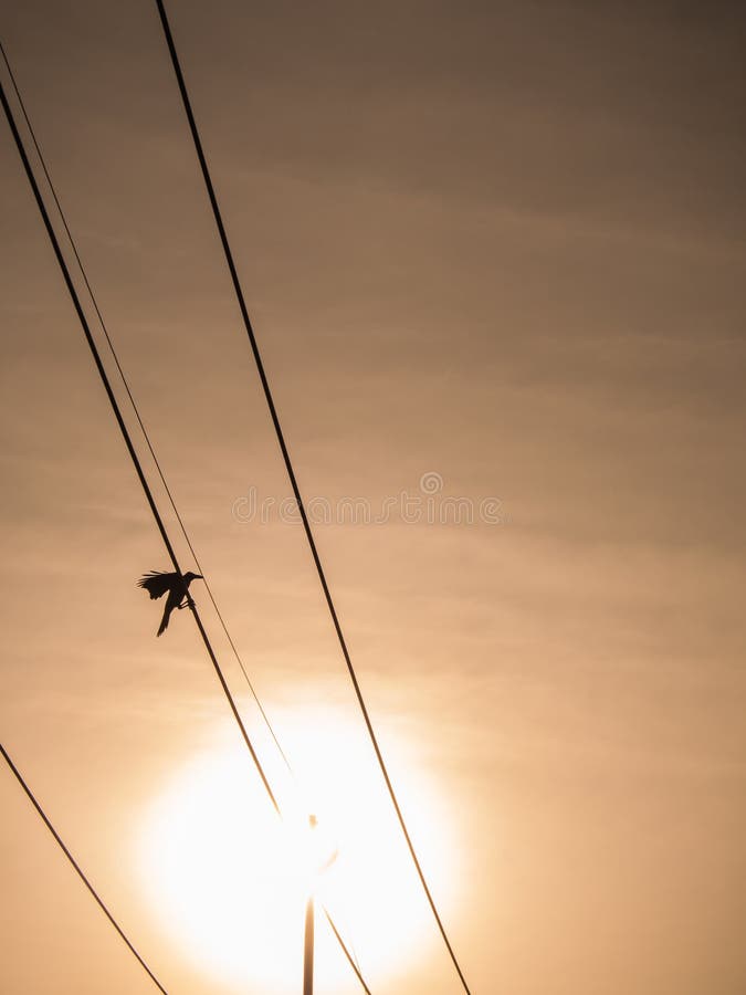 Crow on Power Line in Black and White Stock Image - Image of industrial ...