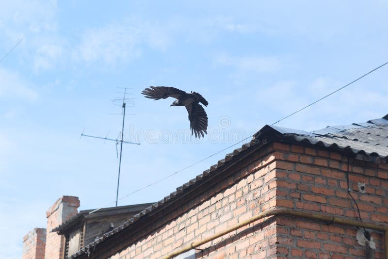 Crows flying above. stock photo. Image of teal, aqua - 37403832