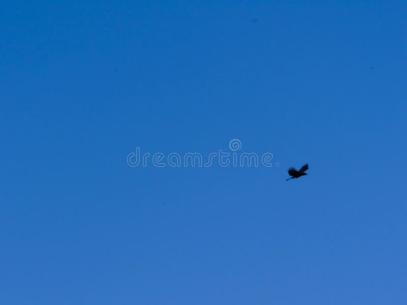 Crow Flying Against Clear Blue Sky Stock Image - Image of birds, moon ...