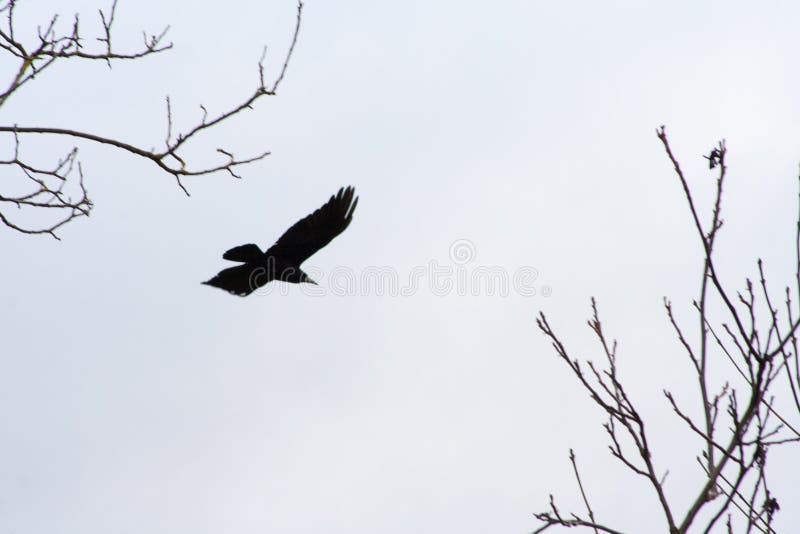 Crow Flying in the Air on the Sky Background Stock Photo - Image of ...