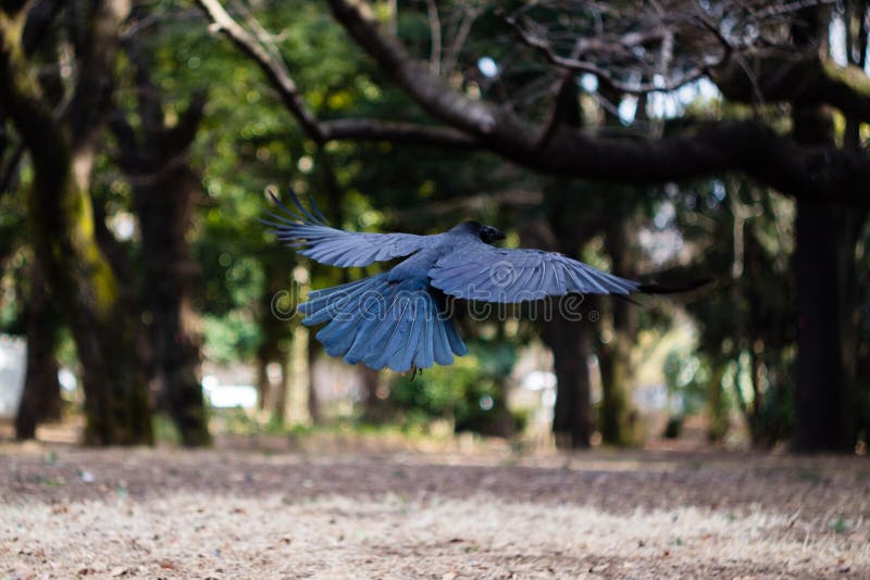 Crow Flying Back View Stock Photos - Free & Royalty-Free Stock Photos ...