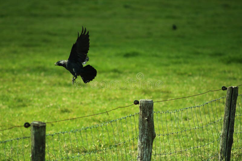 225 Crow Flying Away Stock Photos - Free & Royalty-Free Stock Photos ...