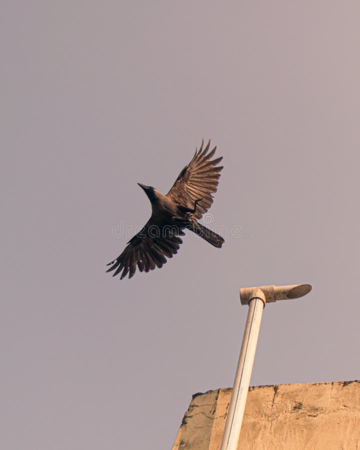 A Crow Flying Away. Template for Wallpaper . Detailed Shot Stock Photo ...