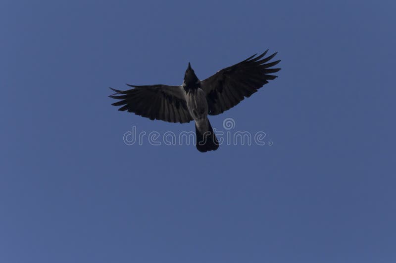 Crow Flying in a Clear Blue Sky Stock Photo - Image of feathered, fauna ...