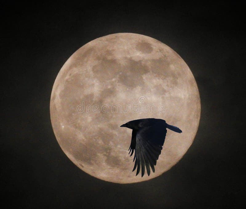 Crow Flying in Front of a Full Moon Stock Photo - Image of flying ...