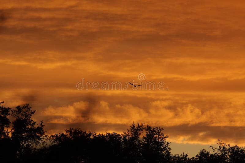 Crow Flying in Front of Rain Clouds at Sunset Stock Photo - Image of ...