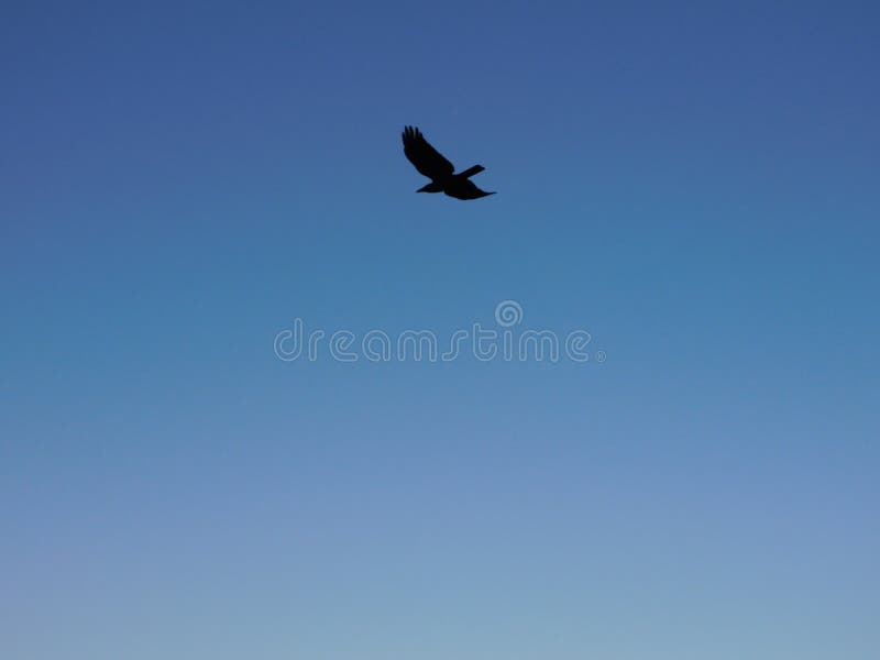 A Crow Flying High in the Clear Sky Stock Photo - Image of blue ...