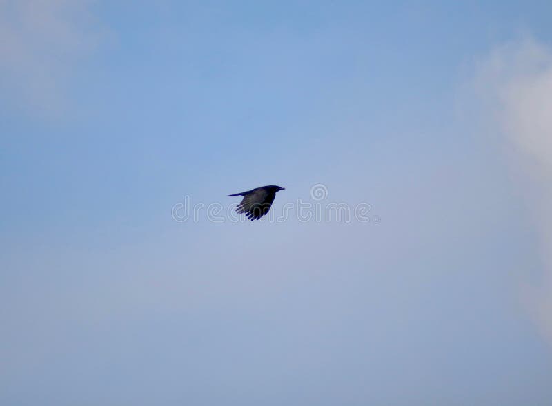 Crow Flying High Up in Blue Skies Stock Photo - Image of feathers ...