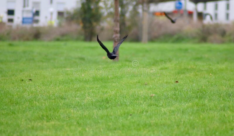 A Black Crow Posing for the Camera Stock Photo - Image of avian, black ...