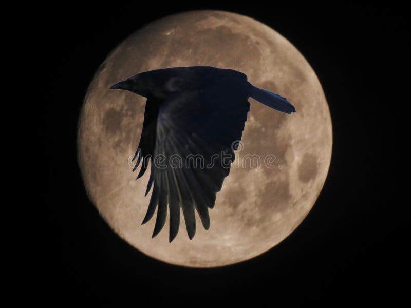 Large Crow in Flight Past Full Moon Stock Image - Image of full ...