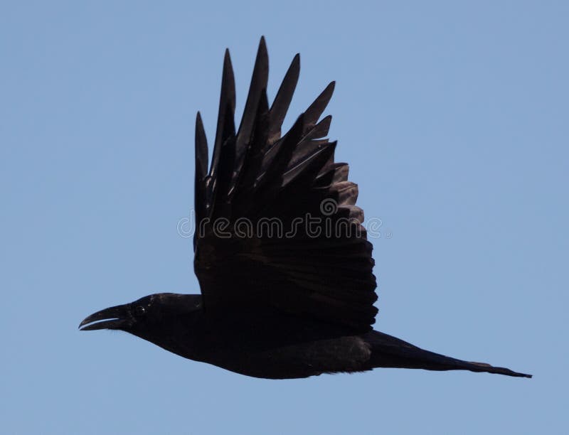 Crow Flying stock image. Image of american, flapping - 140128557
