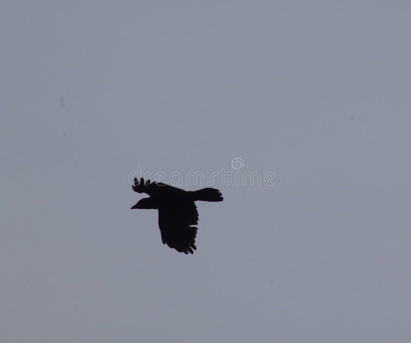Crow silhouette in flight stock photo. Image of corvus - 287566294