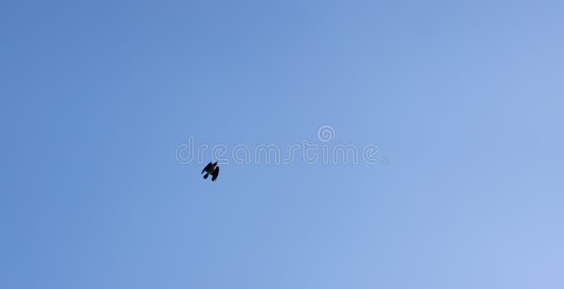 Crow Flying through the Sky Stock Photo - Image of crow, corvid: 163874892