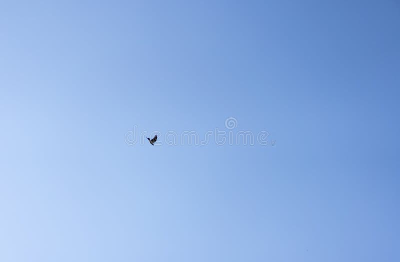 Crow Flying through the Sky Stock Image - Image of corvidae ...