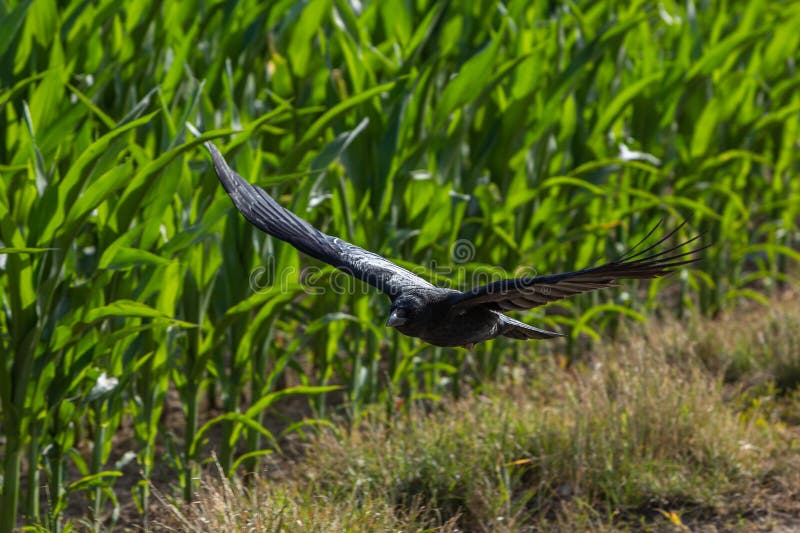 Crow Flying with Spread Wings Stock Photo - Image of corvus, bird ...