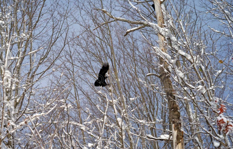 Crow flying between trees stock photo. Image of black - 48748540