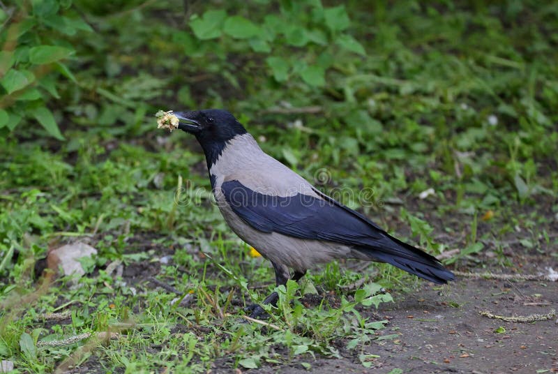 Crow with Food in Its Beak on the Ground in the Green Grass Stock Image ...