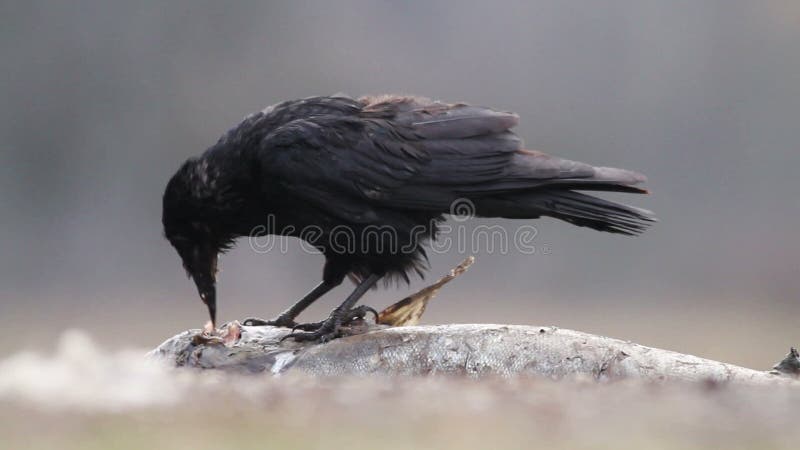 Crow in the Forest in Hungary Stock Footage - Video of migration, black ...