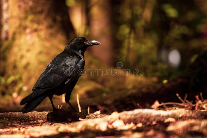 Crow in the forest stock image. Image of little, forest - 135937467